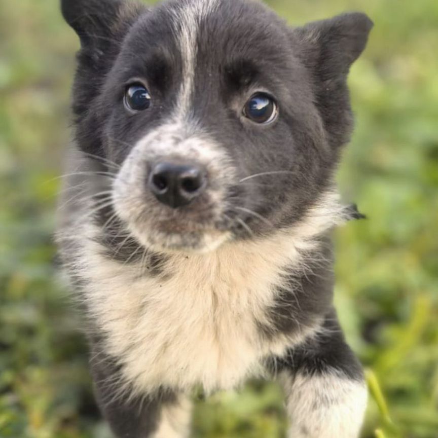 Щенок в добрые руки