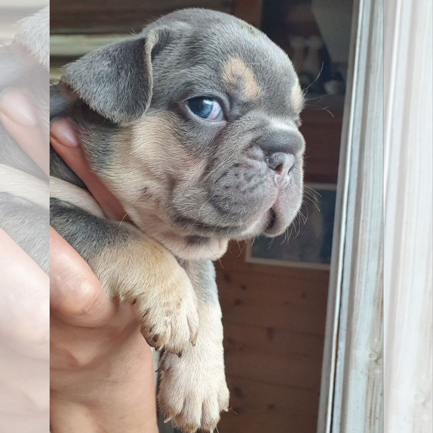 Шикарный плюшевый мальчик