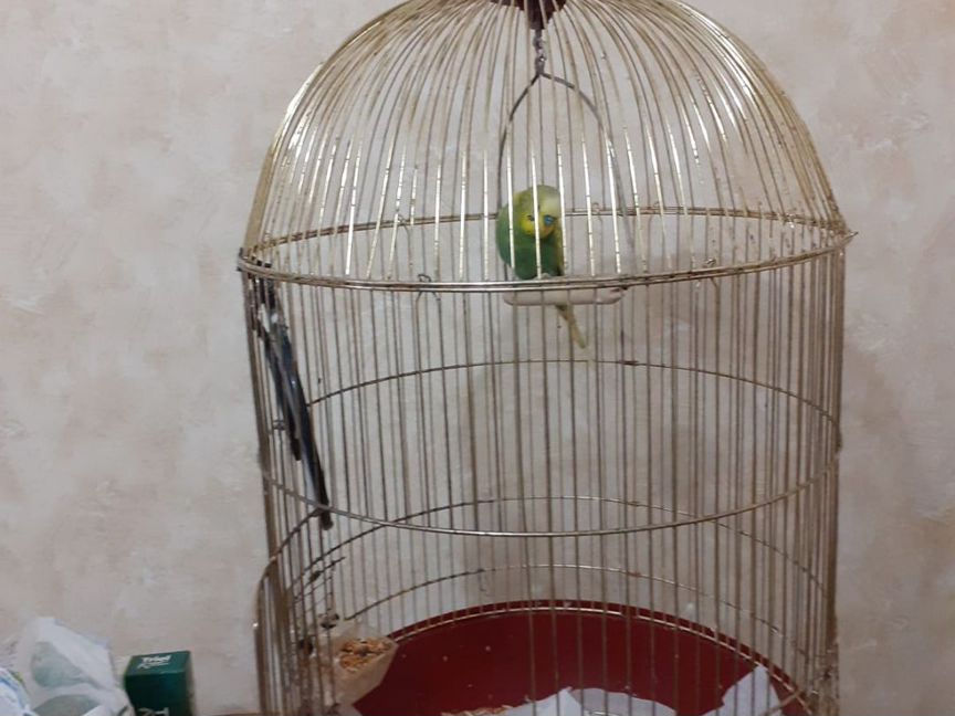 Попугай