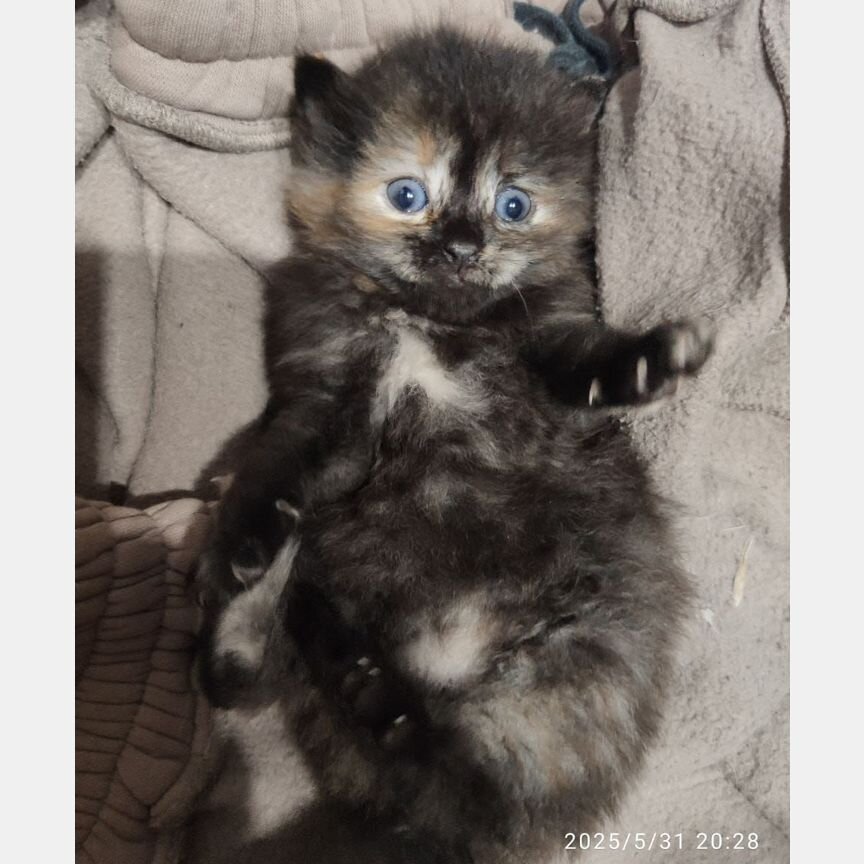 Котёнок в добрые руки