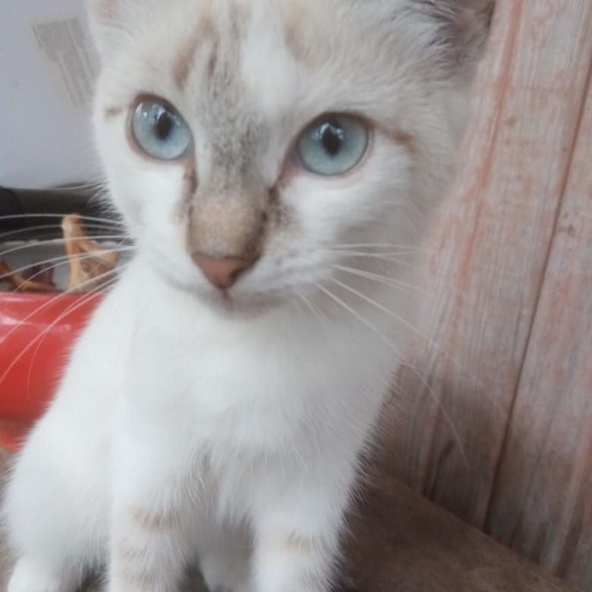 Голубоглазая белая девочка 4 месяца