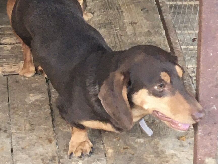 Вязка кобель такса