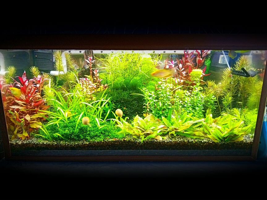 Растения для аквариума