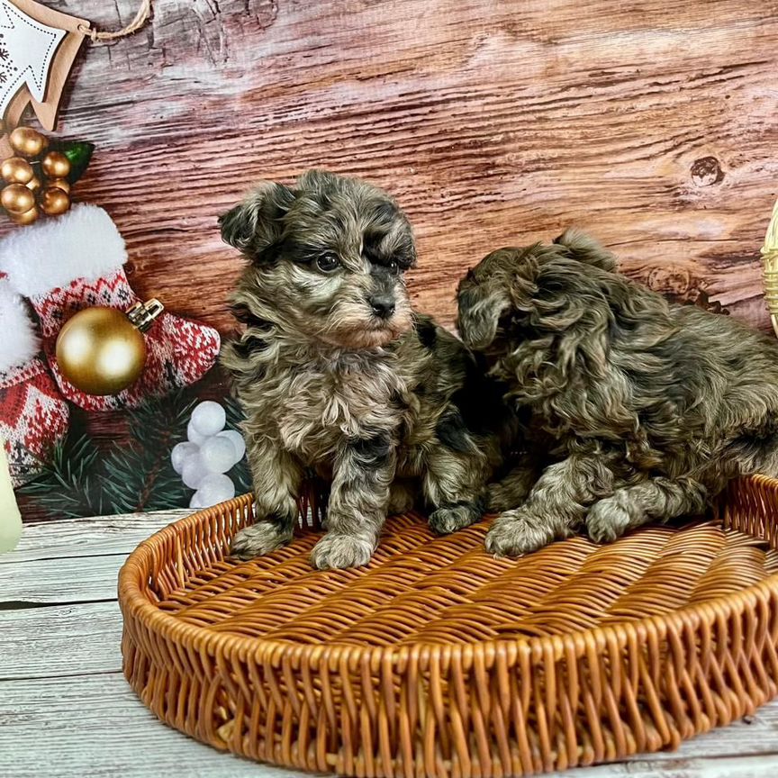 Мраморные мальтипу