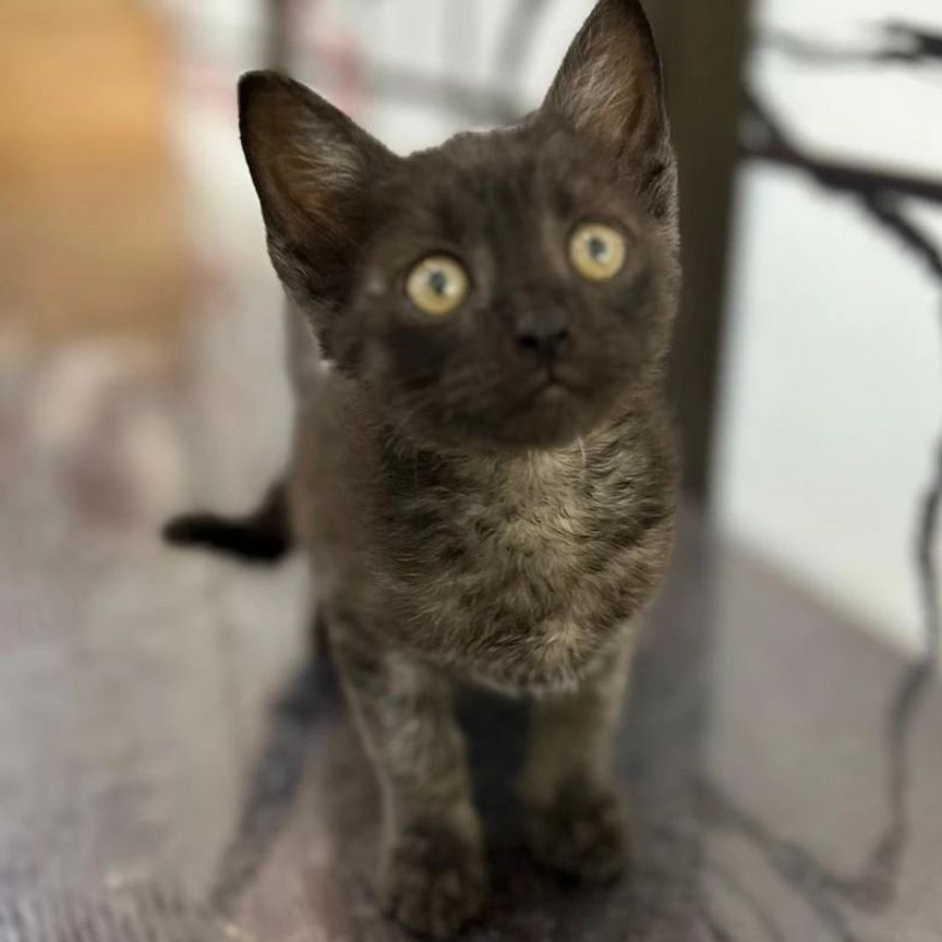 Котёнок окраска чёрный дым