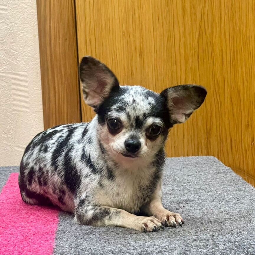 Чихуахуа в добрые руки