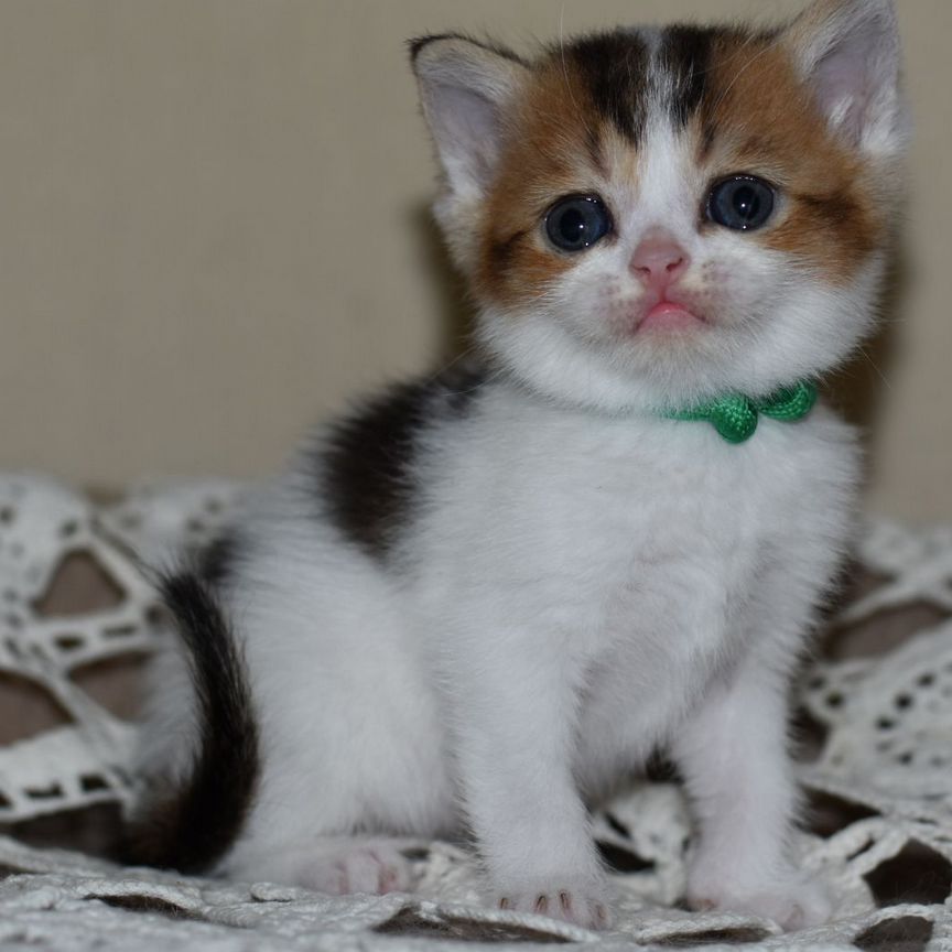 Шотландский прямоухий короткошёрстный котёнок