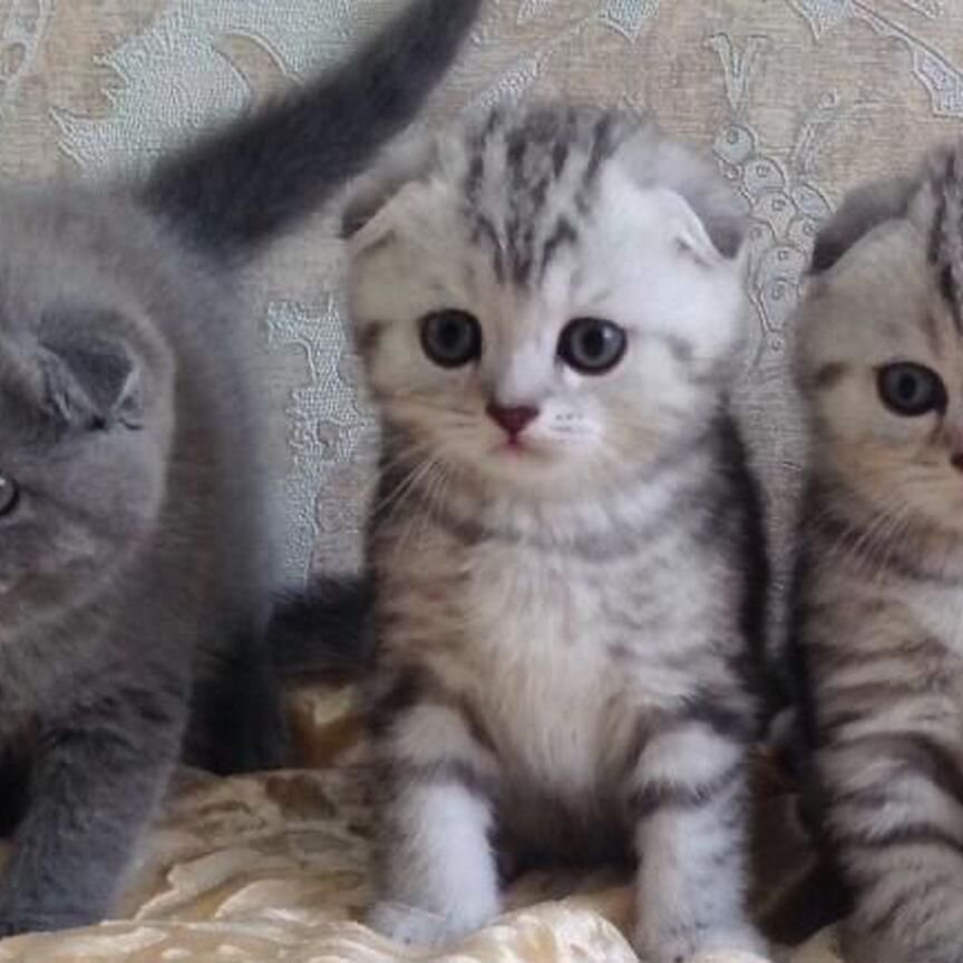 Шотландская