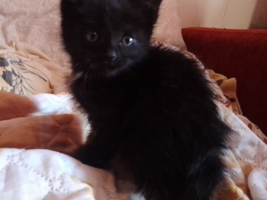 Отдам в добрые руки котёнка