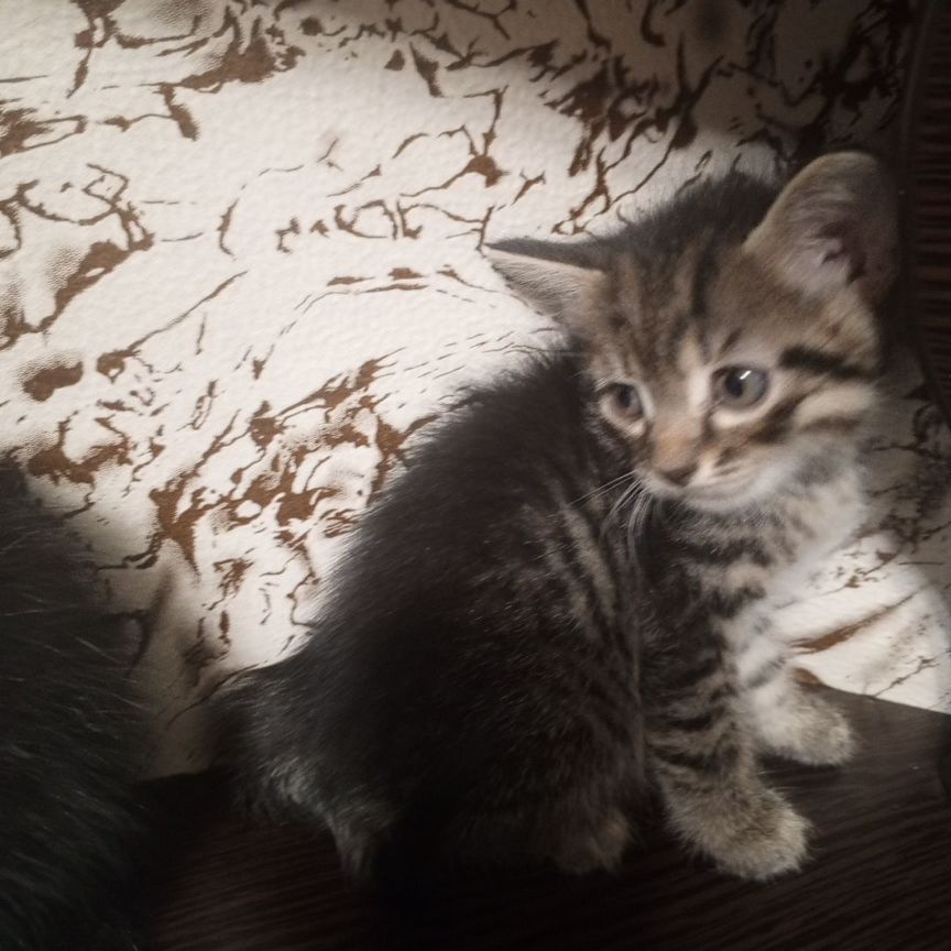 Отдам в хорошие руки котенка