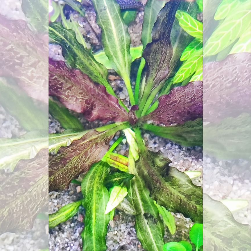 Аквариумные растения