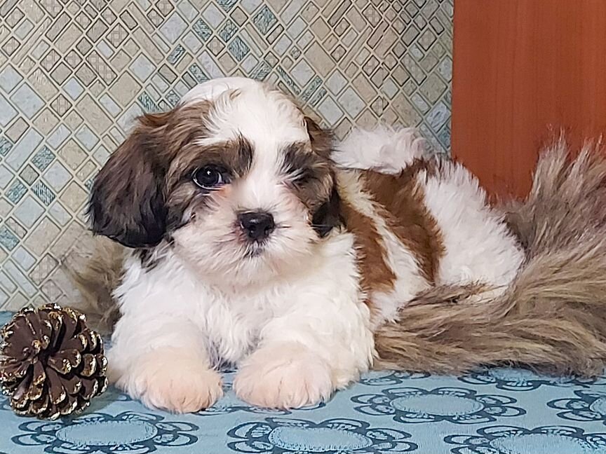 Щенки ши-тцу