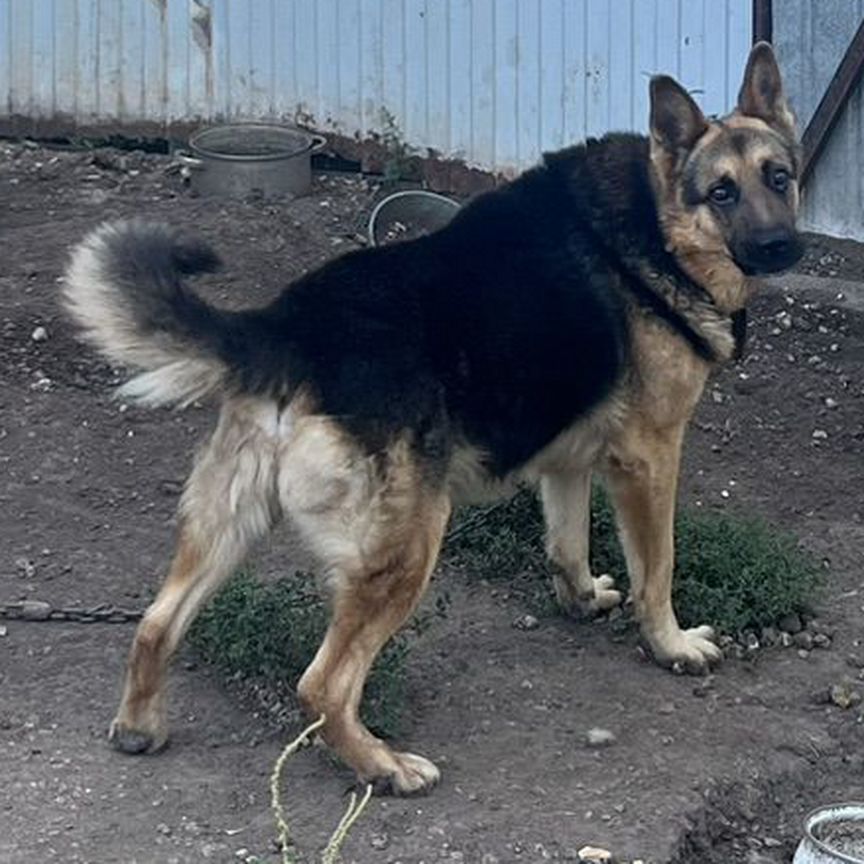 Сторожевой пес