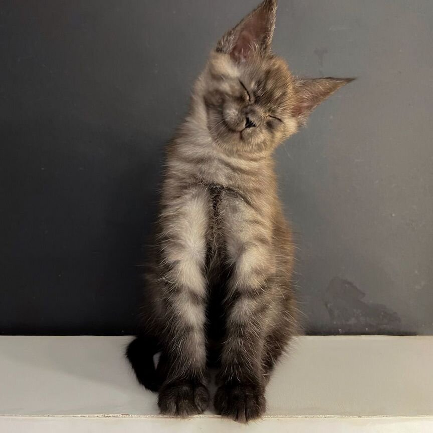 Мейн-кун котёнок