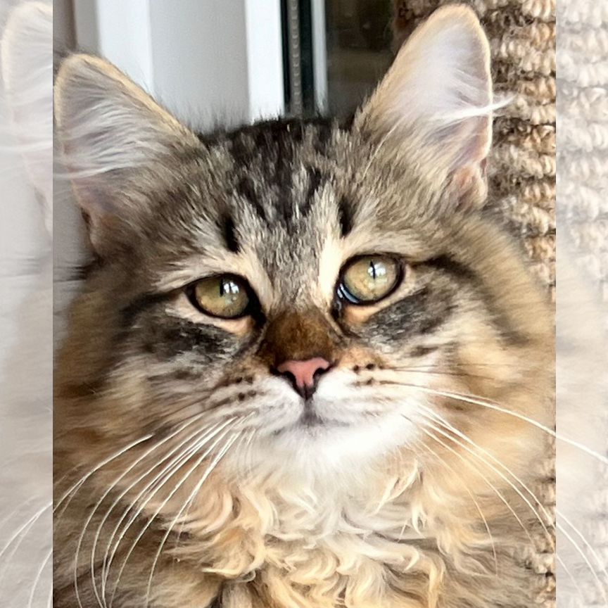 Сибирский котенок Клари
