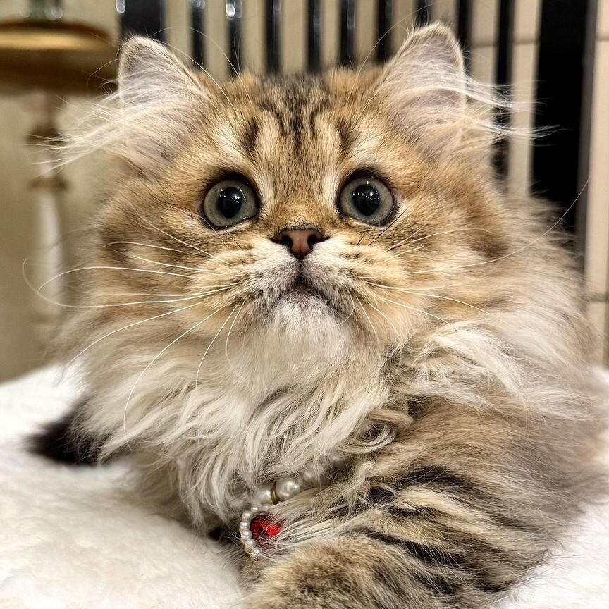 Шотландский прямоухий длинношёрстный котёнок