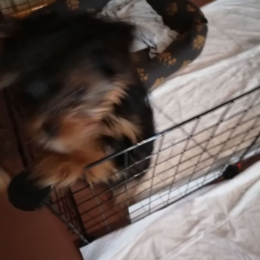 Щенок йорка (мальчик). Родился 20.06.24