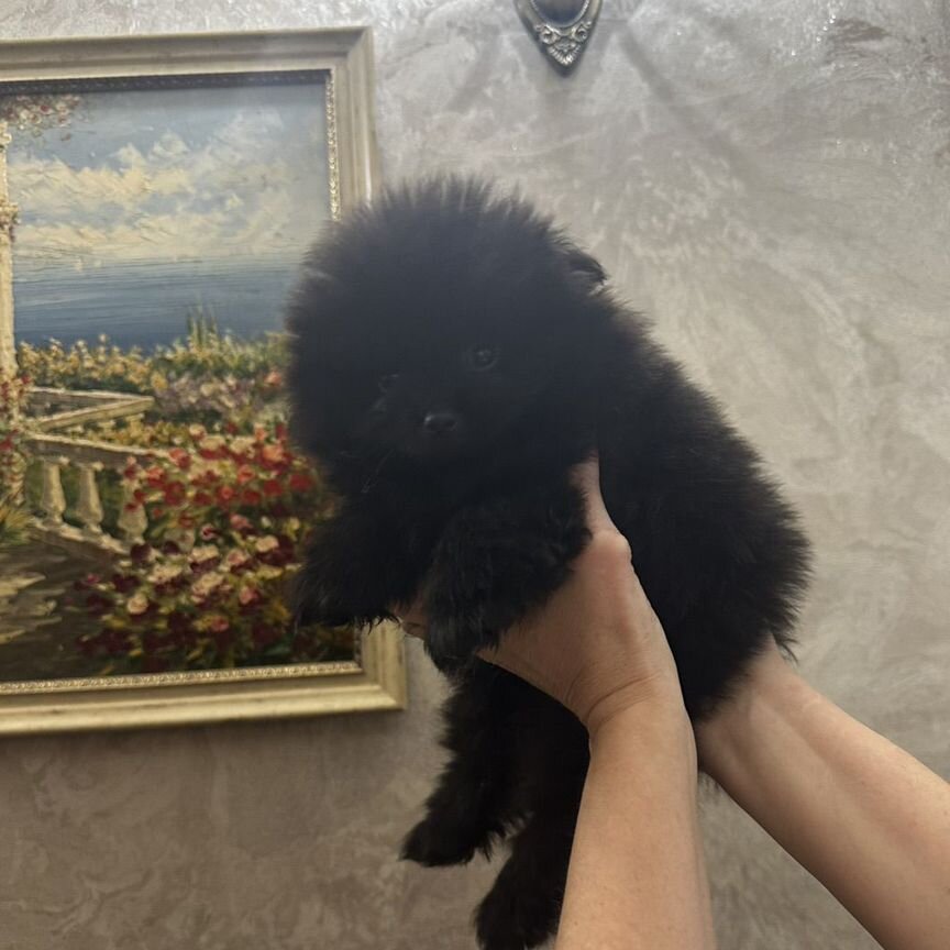 Померанский шпиц, щенок