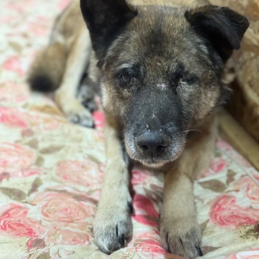 Спасите несчастную одинокую Джорджи из приюта