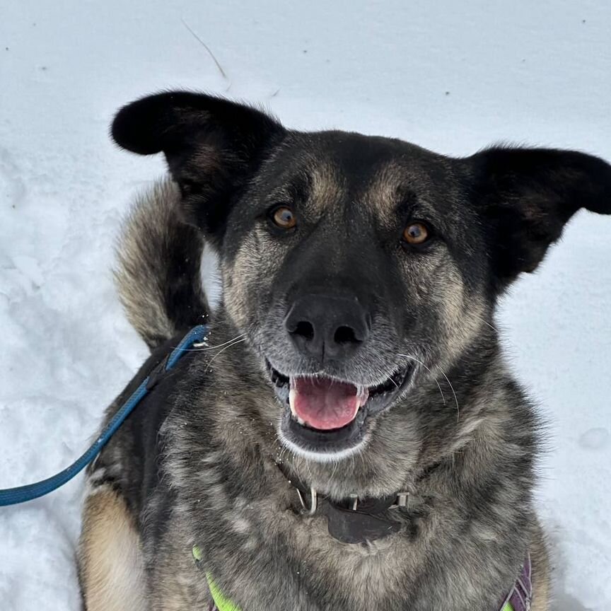 Собака в добрые руки.Паштет скучает по человеку