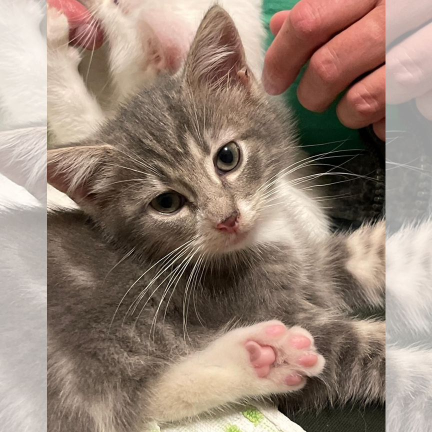 Котёнок в добрые руки