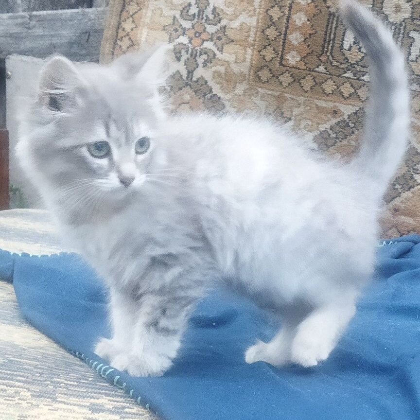 Котенок девочка в добрые руки
