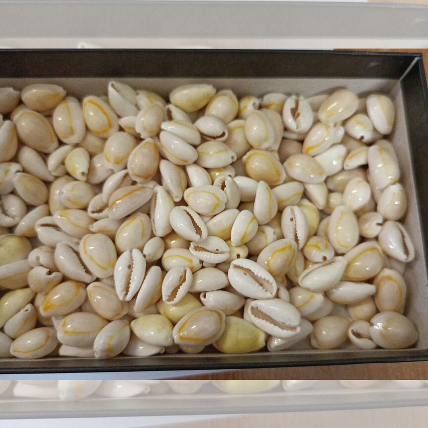 Морские ракушки раковины