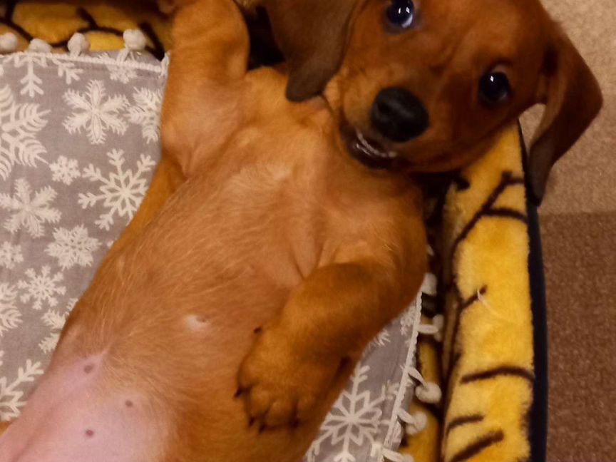 Щенок в добрые руки бесплатно