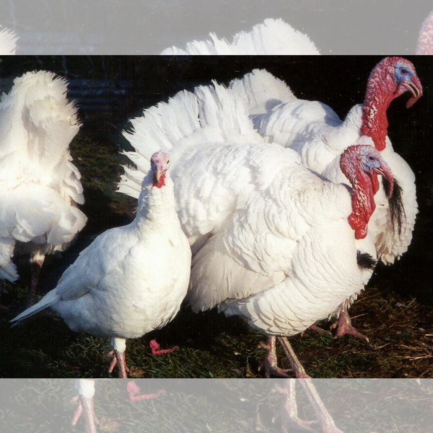 Мясо домашней индейки