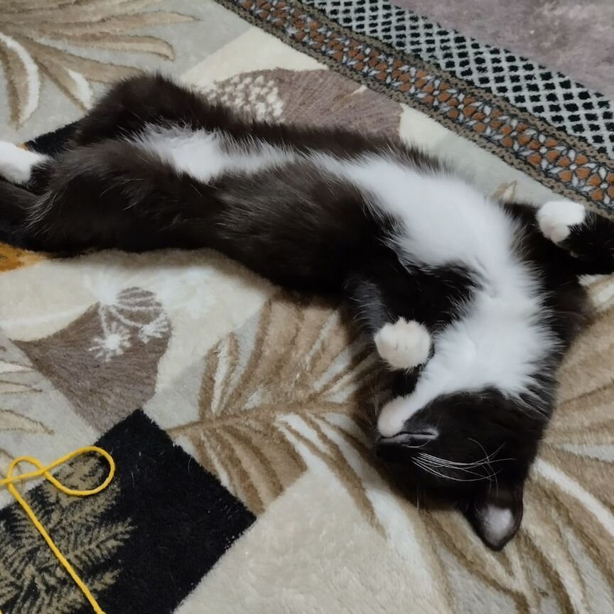 Кошечка пол года