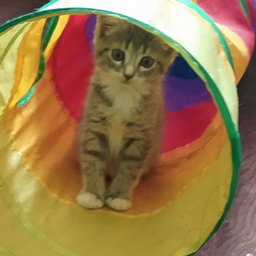 Маленький Барсик