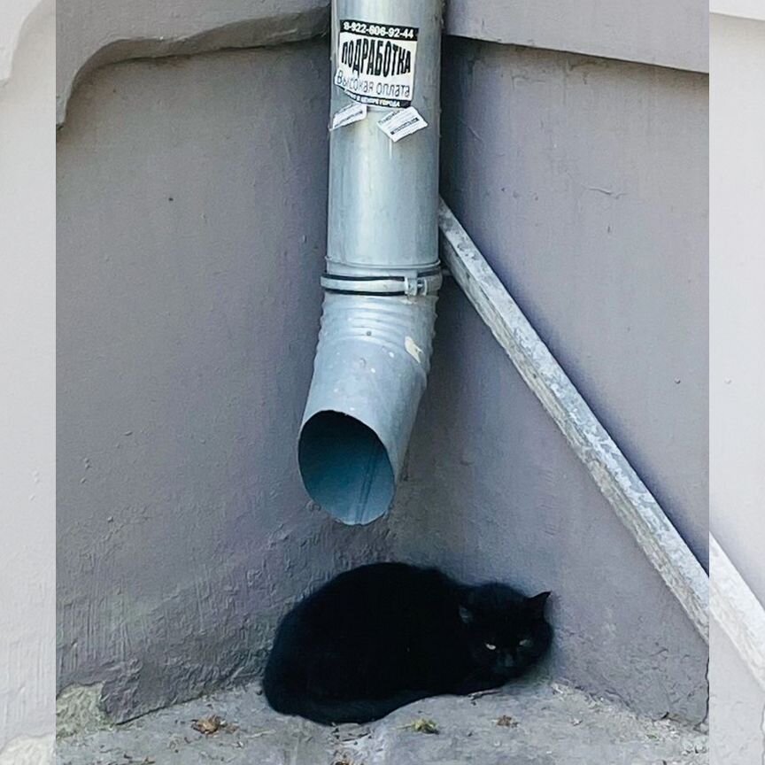 Кошечка выпала из окна, никто не ищет