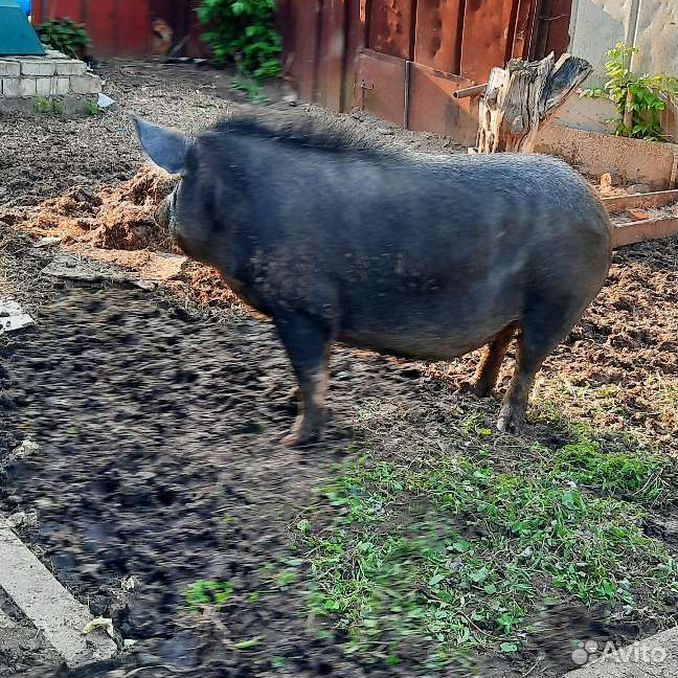 Свиноматка