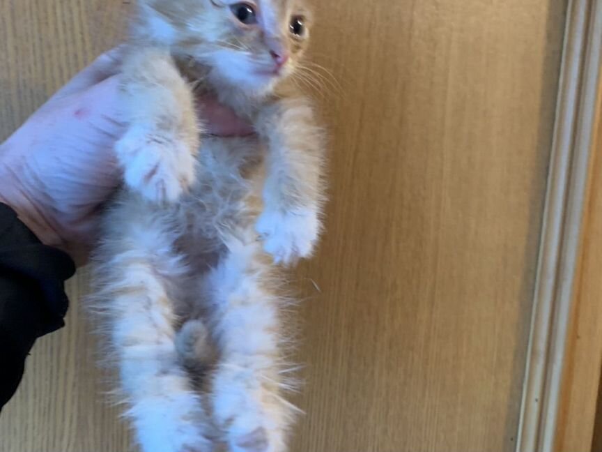 Котята в добрые руки бесплатно мальчик