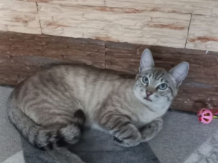 Кошка