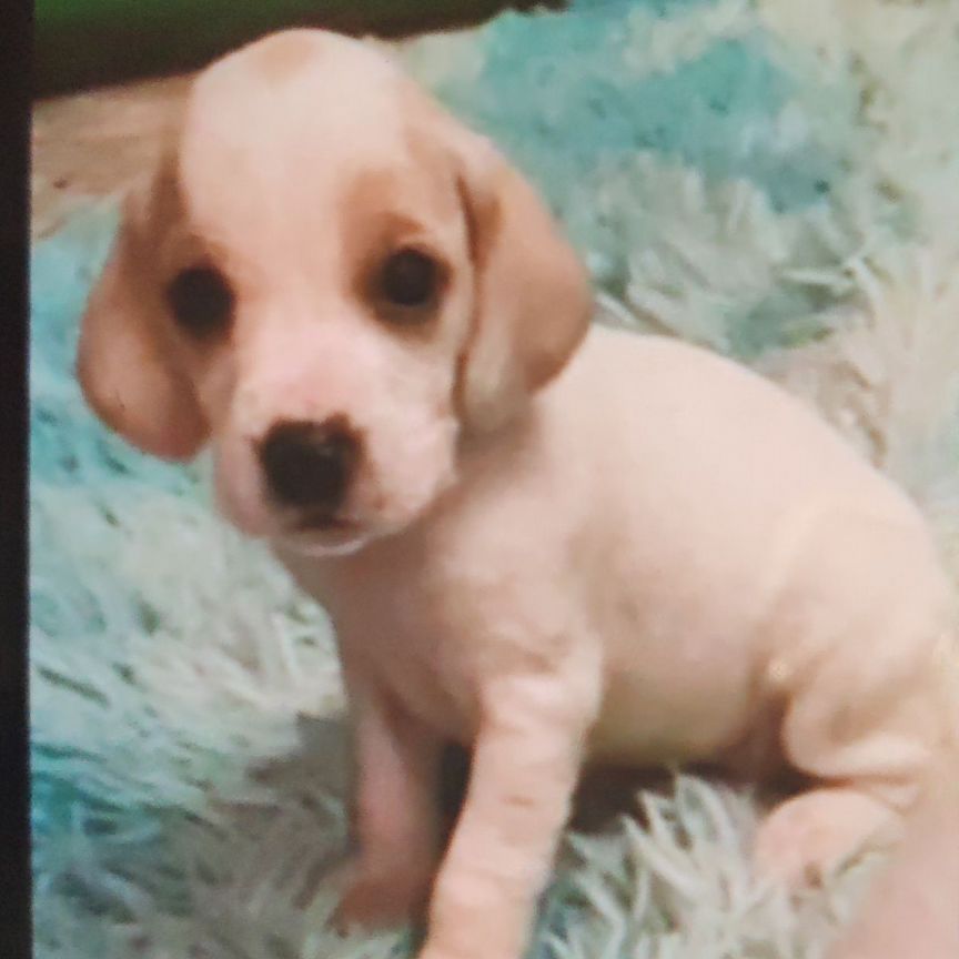 Русский охотничий спаниель, щенок