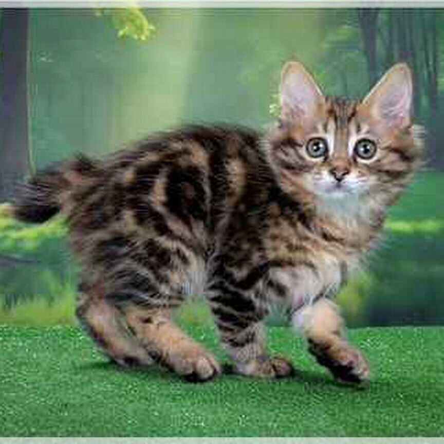 Котёнок от частного владельца