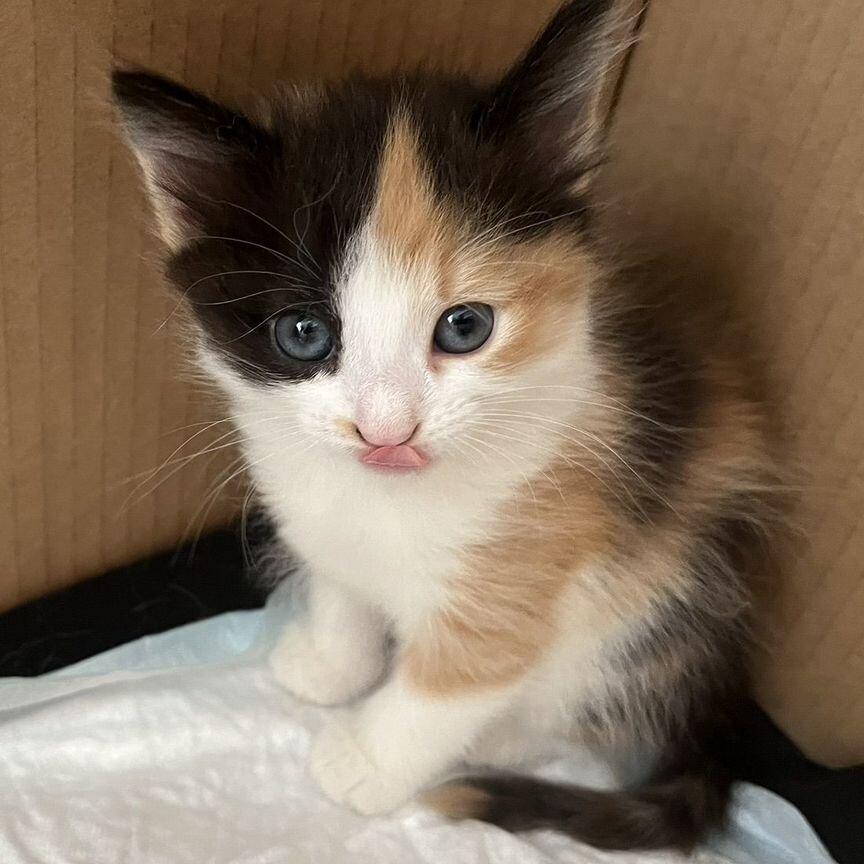 Котёнок в добрые руки