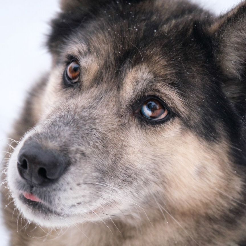 Роскошная шерстяная волчица из приюта