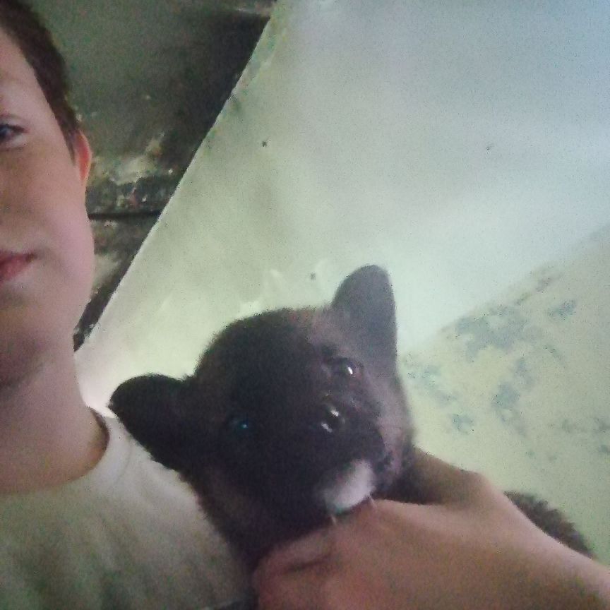 Щенки без породы