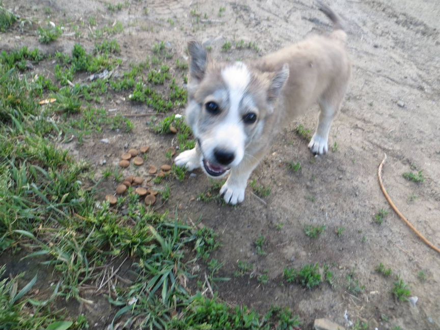 Щенки в добрые руки