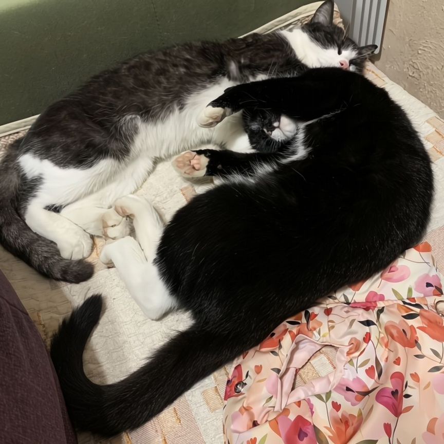 Взрослая кошка в добрые руки