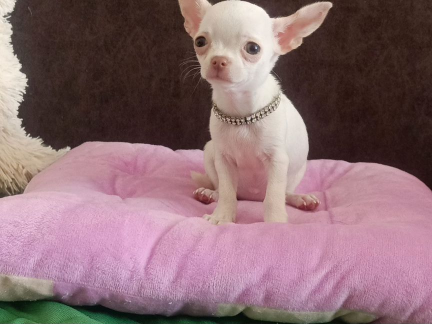 Щенки чихуахуа