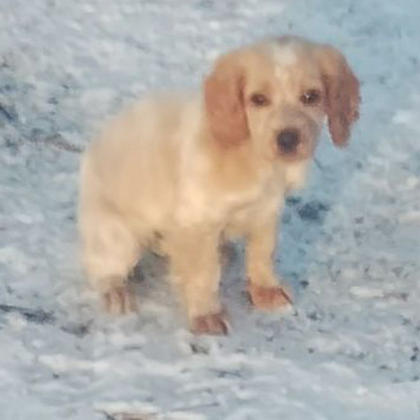 Русский охотничий спаниель, щенок