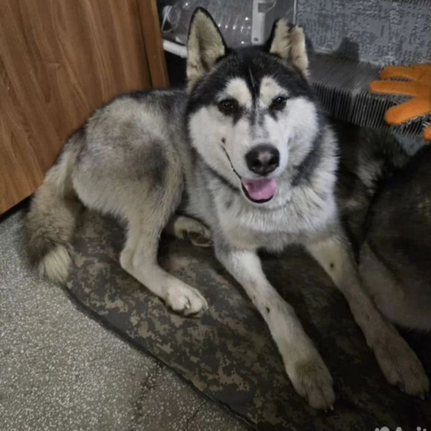 Сибирский хаски, взрослый пёс