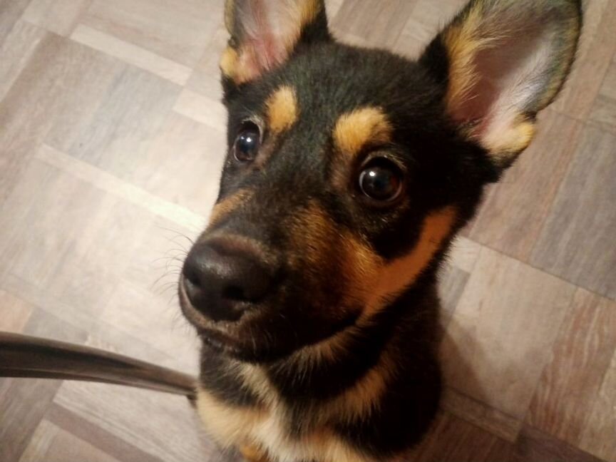 Щенок в добрые руки