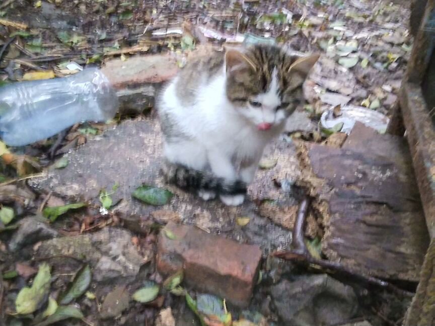 Котята ищут дом