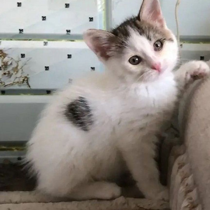 Котёнок в добрые руки