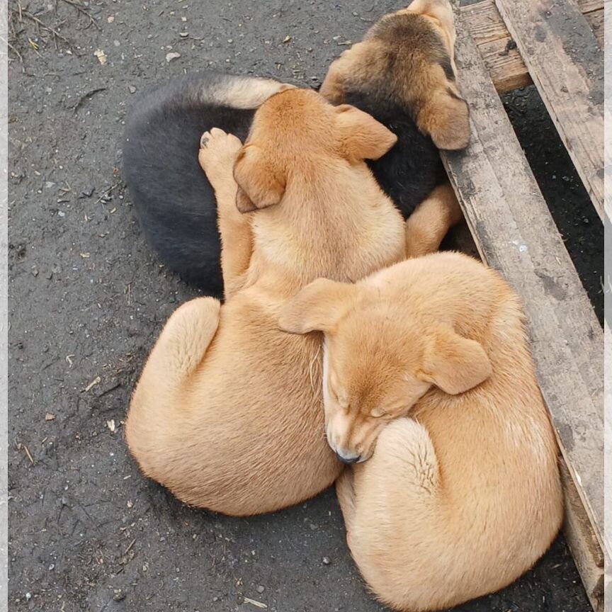 Щенок в добрые руки