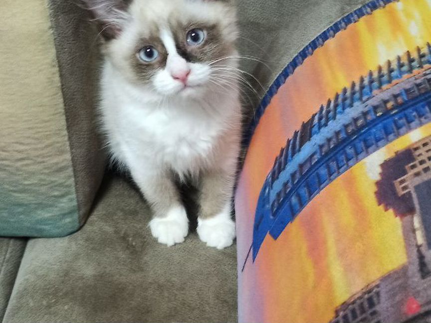 Тайская кошка